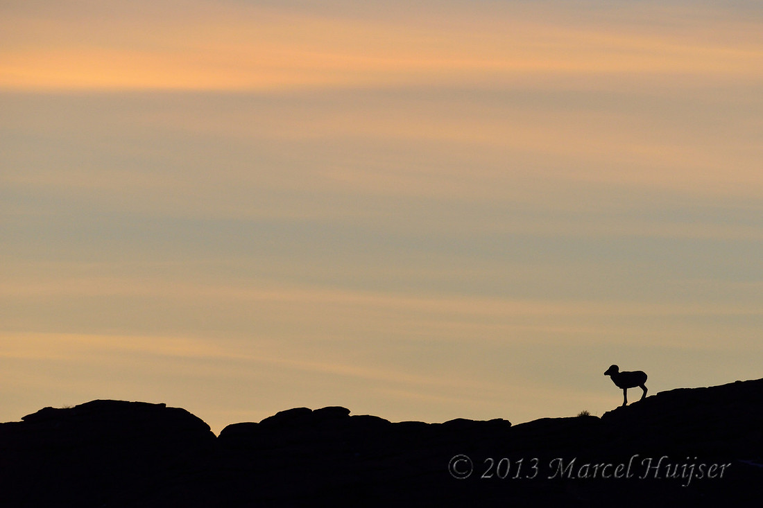 Marcel Huijser Photography | Asian wildlife: Argali ram (Ovis ammon ...
