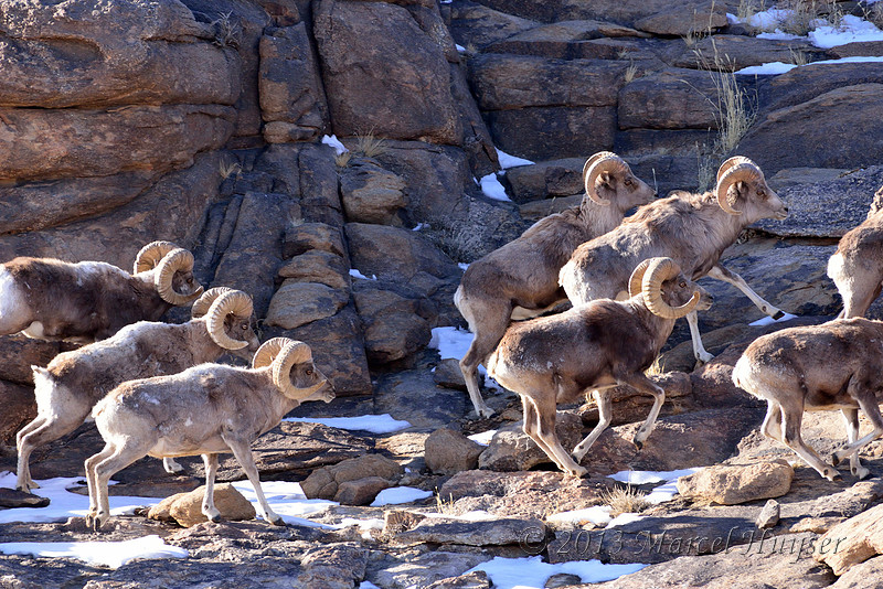 Marcel Huijser Photography | Argali | Argali rams (Ovis ammon), Ikh ...