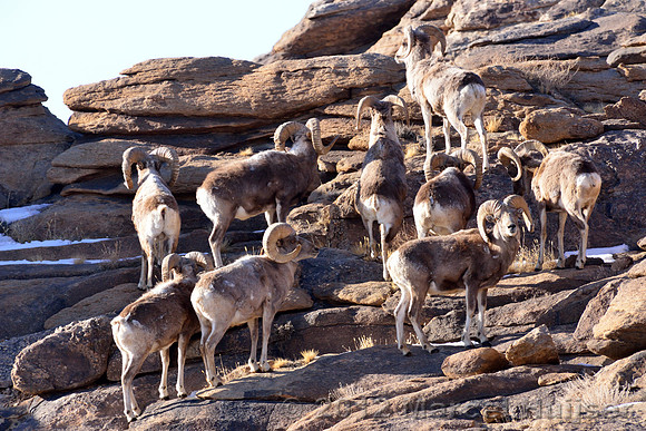 Marcel Huijser Photography | Argali | Argali sheep rams (Ovis ammon ...