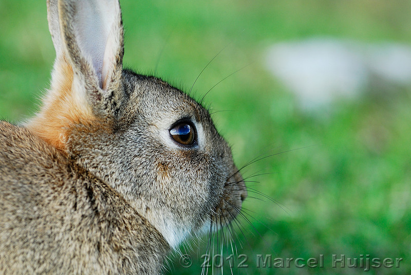 Marcel Huijser Photography | Ireland | European or common rabbit ...