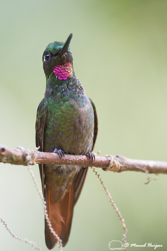 Marcel Huijser Photography | Brazilian ruby (Clytolaema rubricauda ...