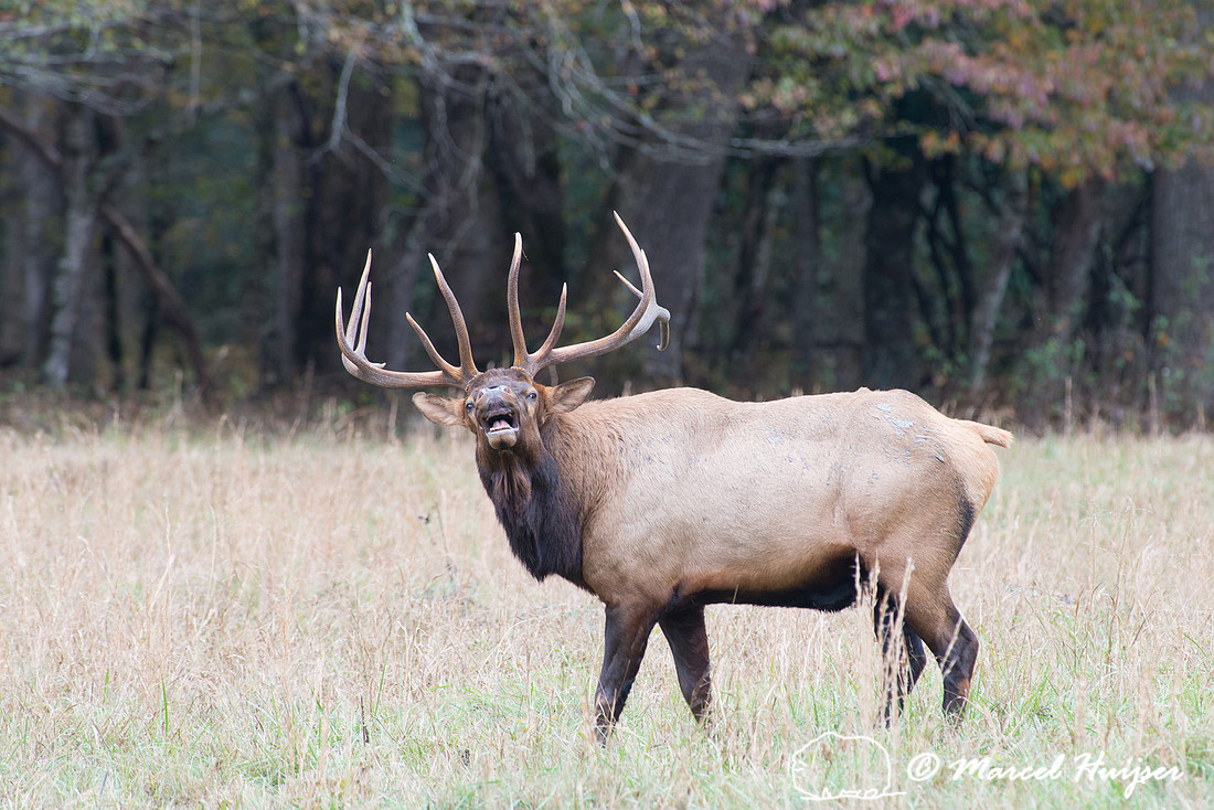 Marcel Huijser Photography | Elk showing ivory teeth, Cataloochee ...